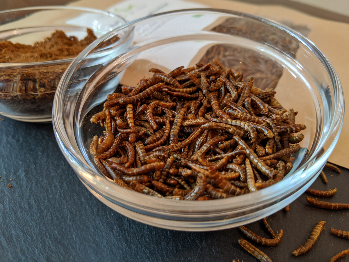 Speiseinsekten aus Deutschland: Insektenfarm „Six feet to eat ...